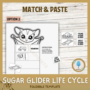 Sugar Glider Life Cycle Activity for Kids | Foldable Craft | Australian ...