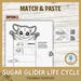 Sugar Glider Life Cycle Activity for Kids | Foldable Craft | Australian ...