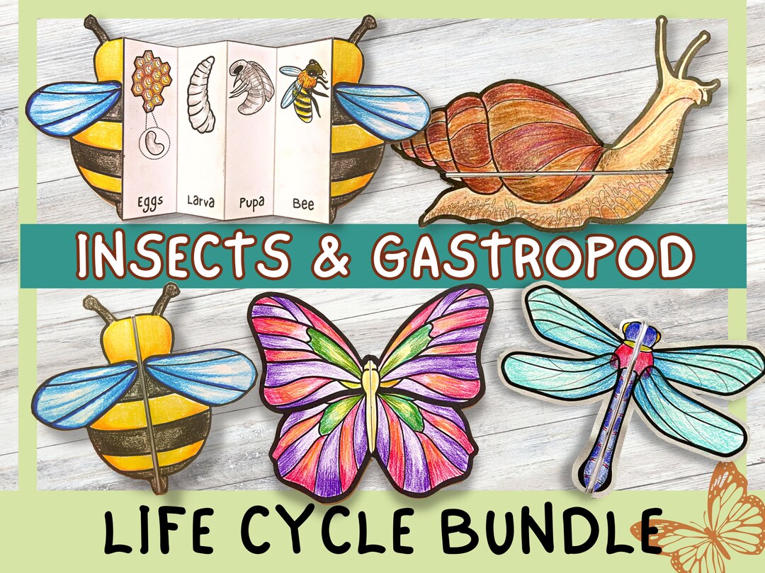 INSECTS Life Cycle Bundle of 4 | Discounts With Bundle | Learning ...
