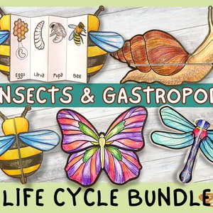 INSECTS Life Cycle Bundle of 4 | Discounts With Bundle | Learning ...