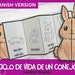 SPANISH Rabbit Life Cycle Foldable Learning Activity for Kids | A4 and ...