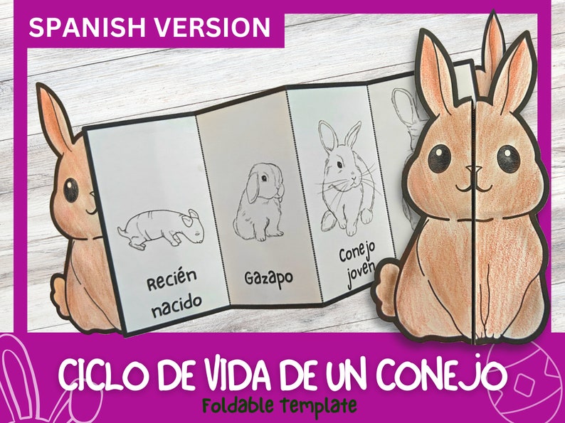 SPANISH Rabbit Life Cycle Foldable Learning Activity for Kids | A4 and ...