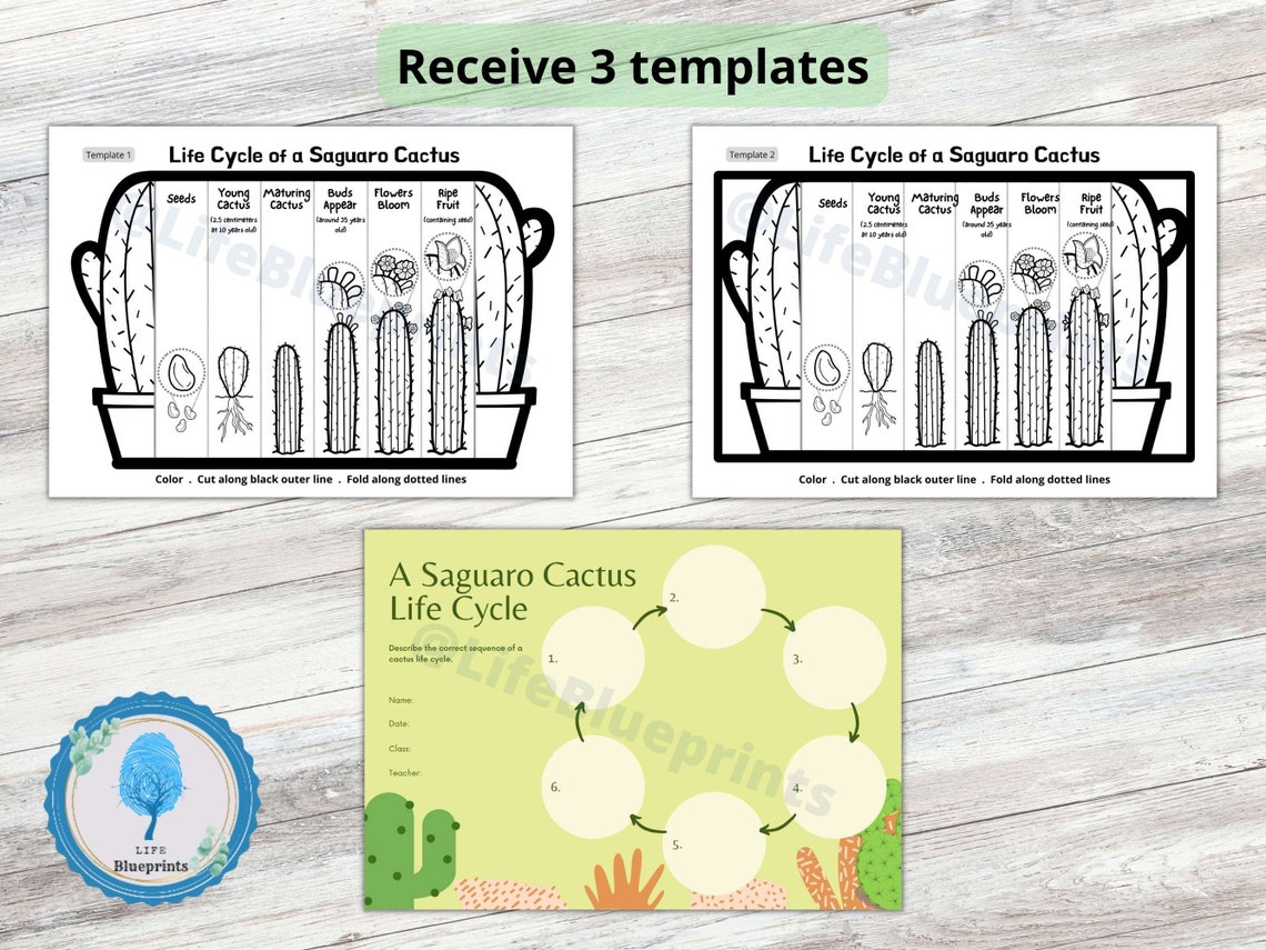 Cactus Life Cycle Learning Activity for Kids A4 and 11x8.5 Inch Digital ...