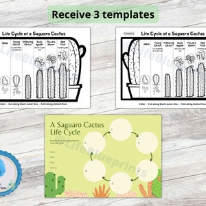 Cactus Life Cycle Learning Activity for Kids | A4 and 11x8.5 Inch ...