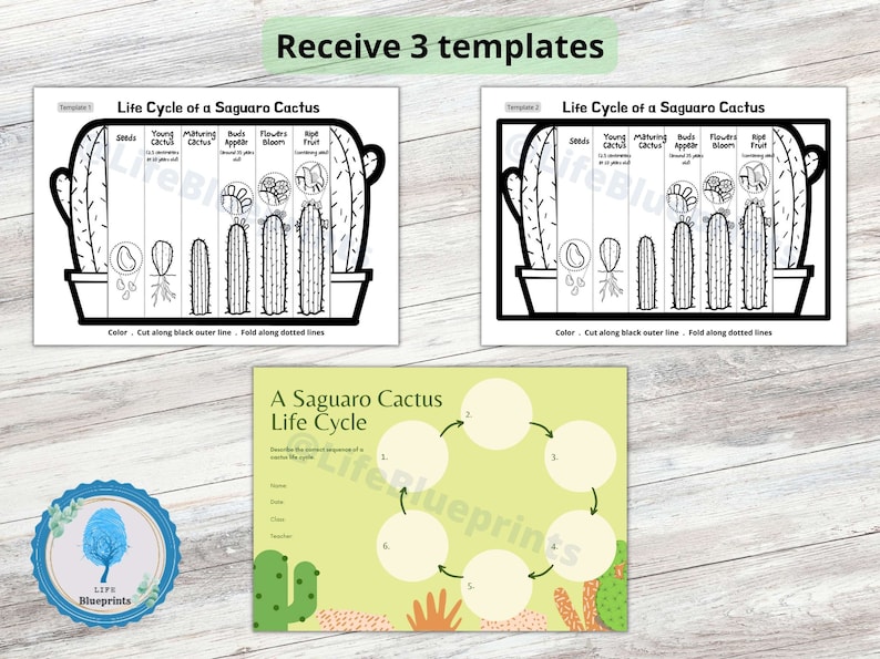 Cactus Life Cycle Learning Activity for Kids | A4 and 11x8.5 Inch ...