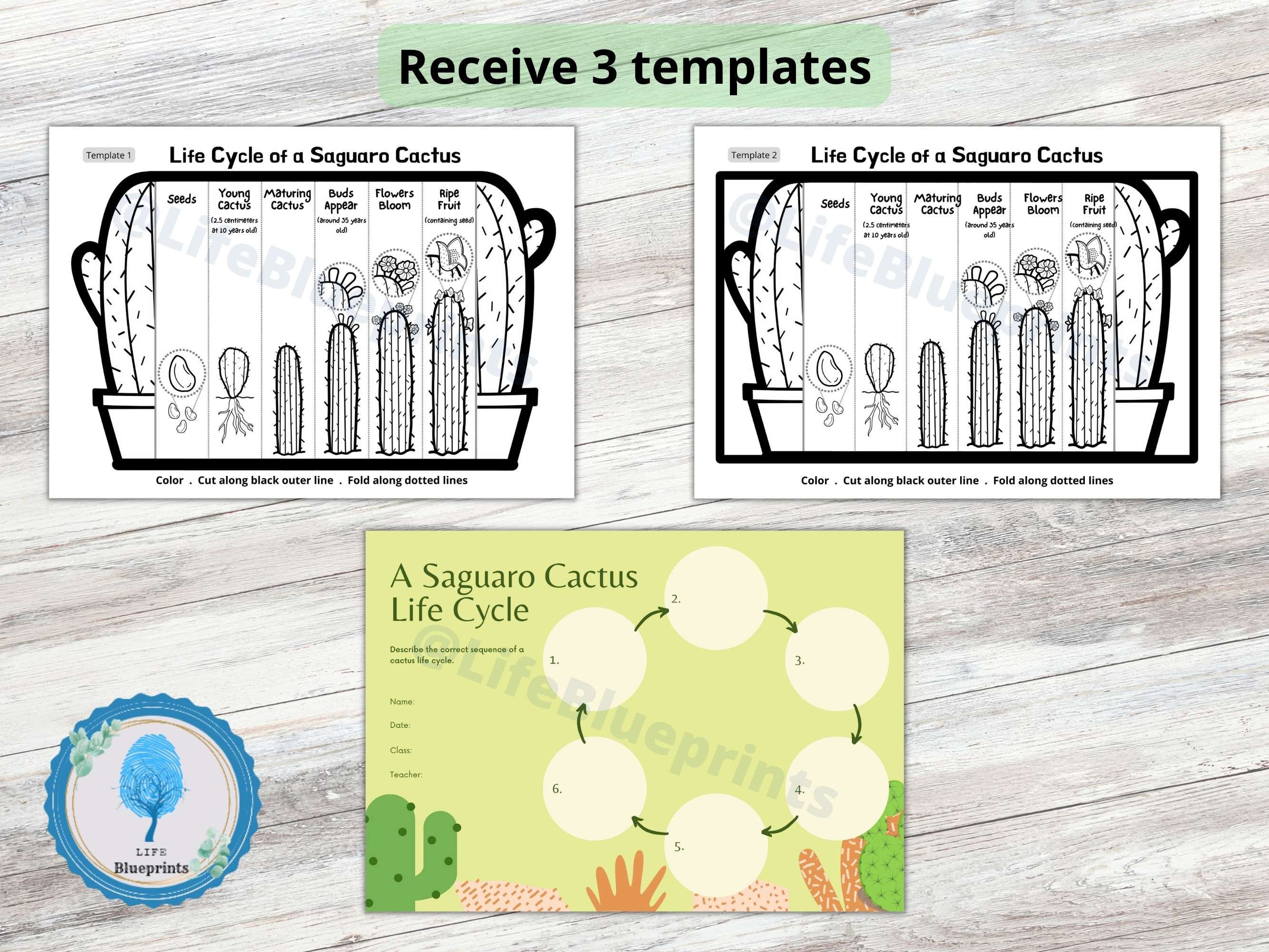 Cactus Life Cycle Learning Activity for Kids | A4 and 11x8.5 Inch ...