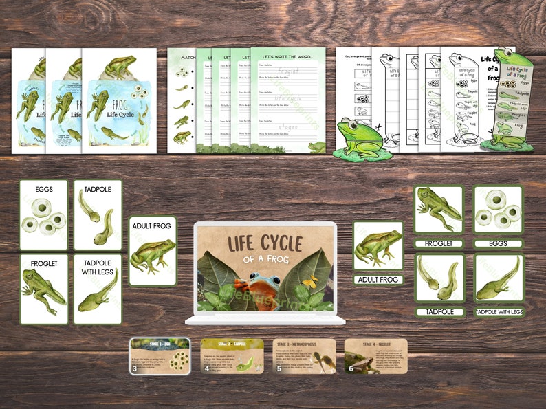 Frog Life Cycle Unit Study Poster, Flashcards, Lesson Plan Nature Study ...