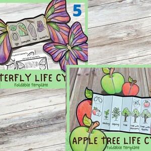 Life Cycle Bundle of 6 | Bird, Amphibian, Mammal, Insect, Plant, Marine ...