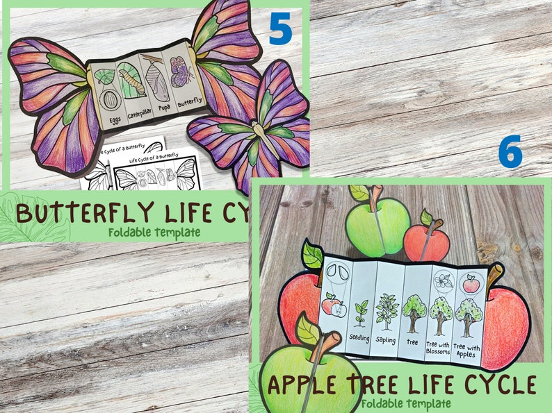 Life Cycle Bundle of 6 Bird Amphibian Mammal Insect - Etsy