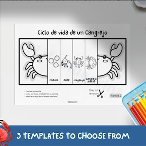 SPANISH Crab Life Cycle Learning Activity for Kids | Montessori ...