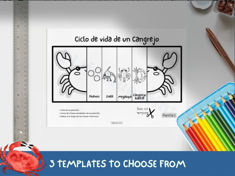 SPANISH Crab Life Cycle Learning Activity for Kids | Montessori ...
