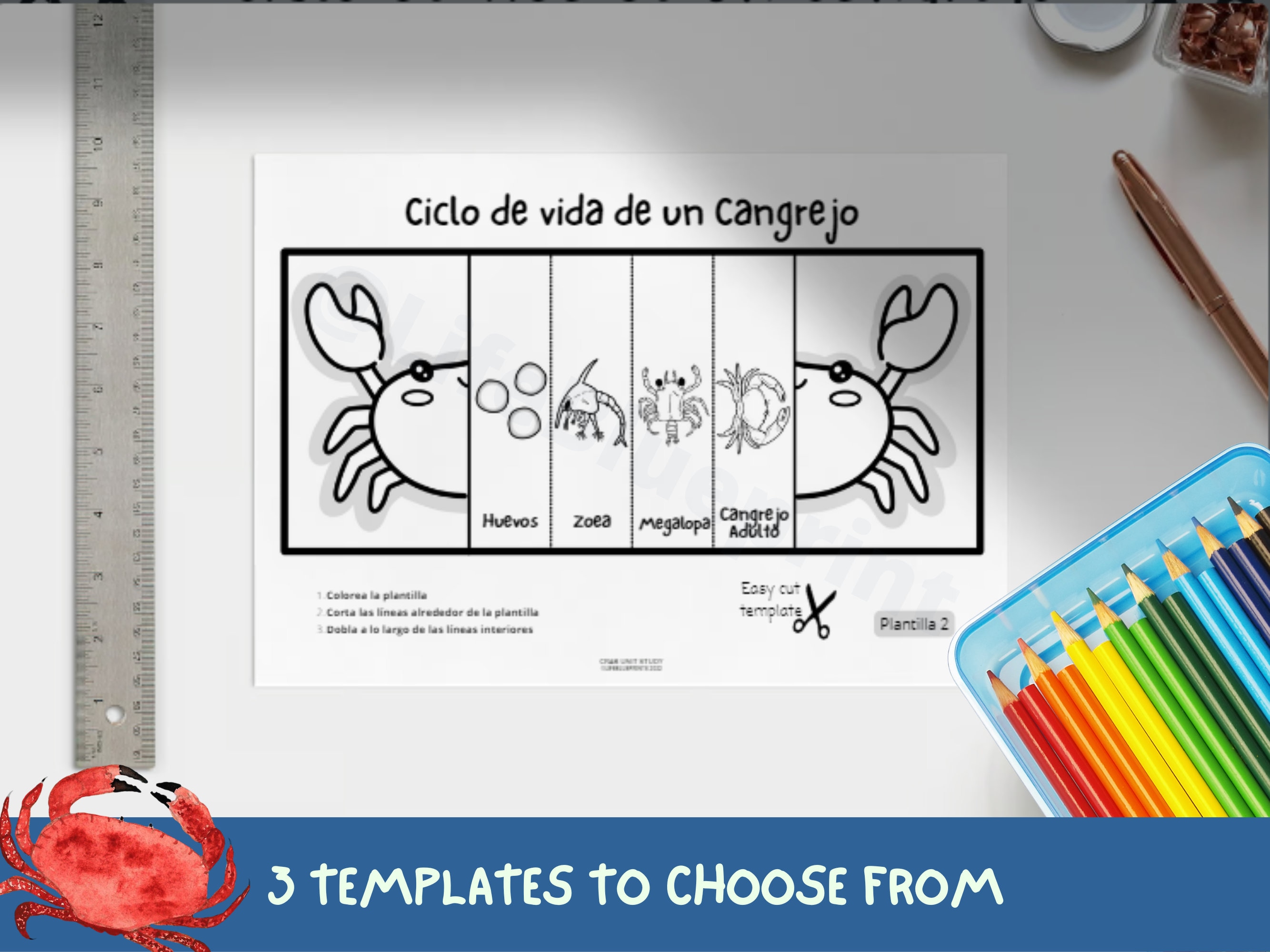 SPANISH Crab Life Cycle Learning Activity for Kids | Montessori ...
