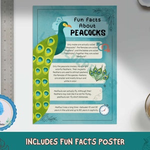 Foldable Peacock Life Cycle Learning Activity for Kids | Bird Unit ...