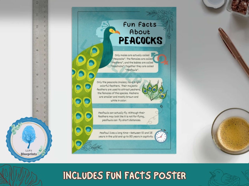Foldable Peacock Life Cycle Learning Activity for Kids | Bird Unit ...