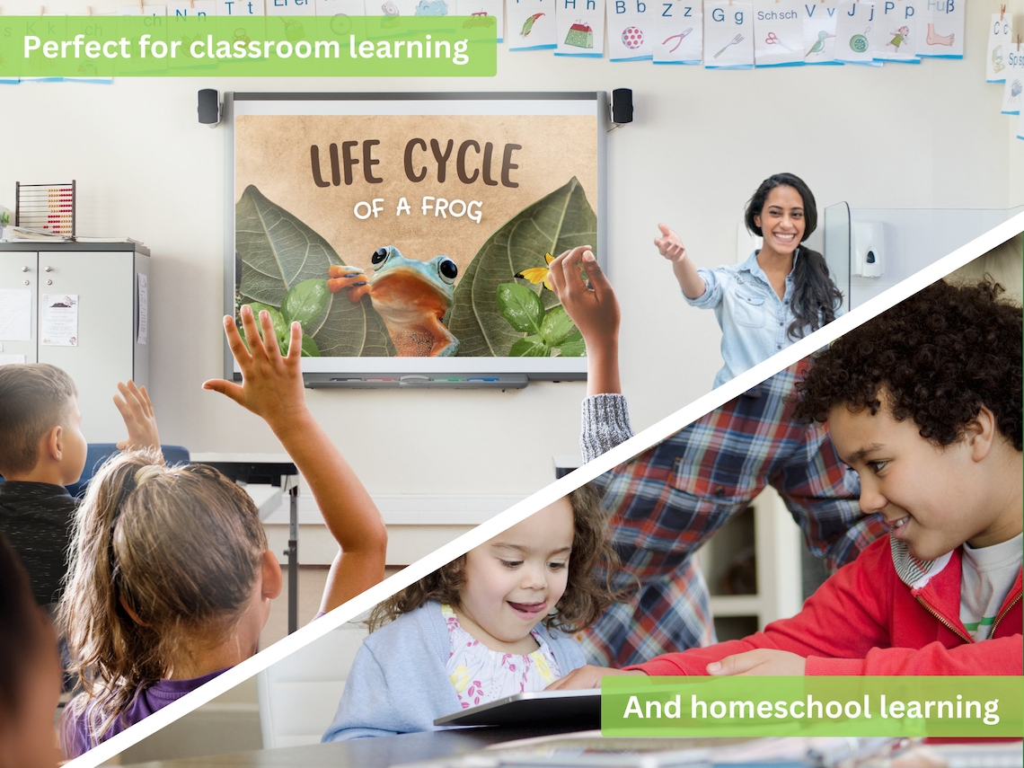 Frog Life Cycle Poster, Flashcards, Lesson Slides Nature Study, Science ...