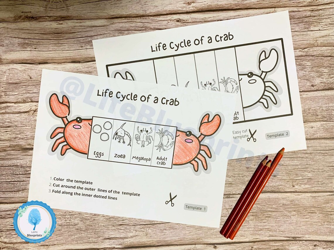 Crab Life Cycle Learning Activity for Kids A4 and 11x8.5 Inch Digital ...