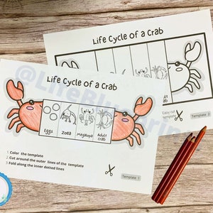 Crab Life Cycle Learning Activity for Kids | A4 and 11x8.5 Inch ...