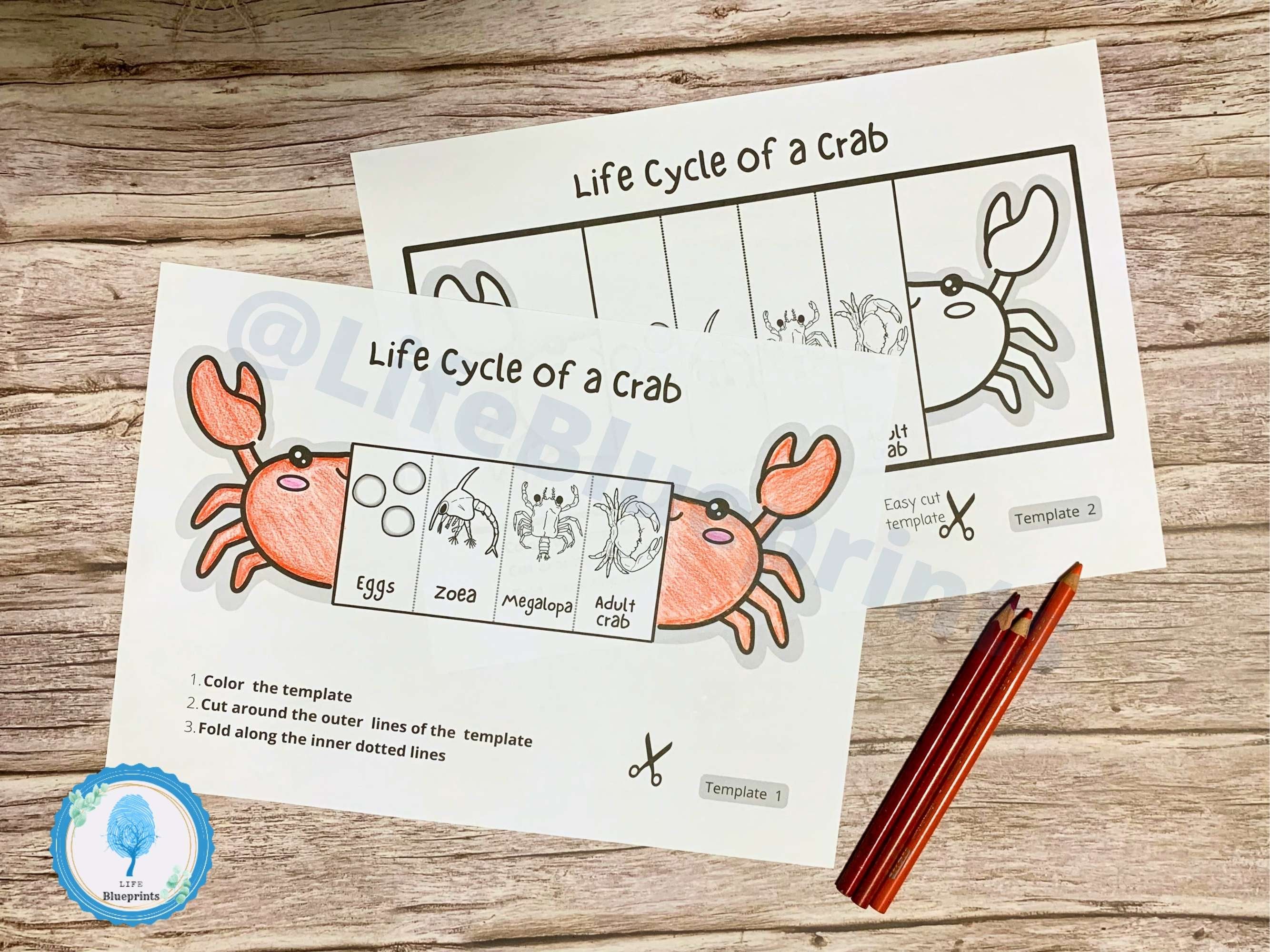 Crab Life Cycle Learning Activity for Kids | A4 and 11x8.5 Inch ...