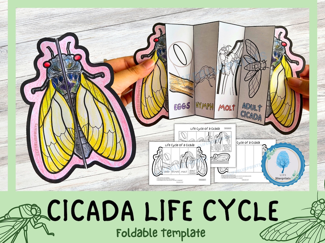 Foldable Cicada Life Cycle Learning Activity for Kids | A4 and 11x8.5 ...