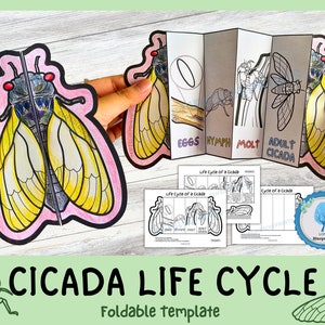 Foldable Cicada Life Cycle Learning Activity for Kids | A4 and 11x8.5 ...