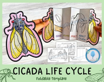 Foldable Life Cycle Bundle of 10 Templates Discounts With Bundle ...