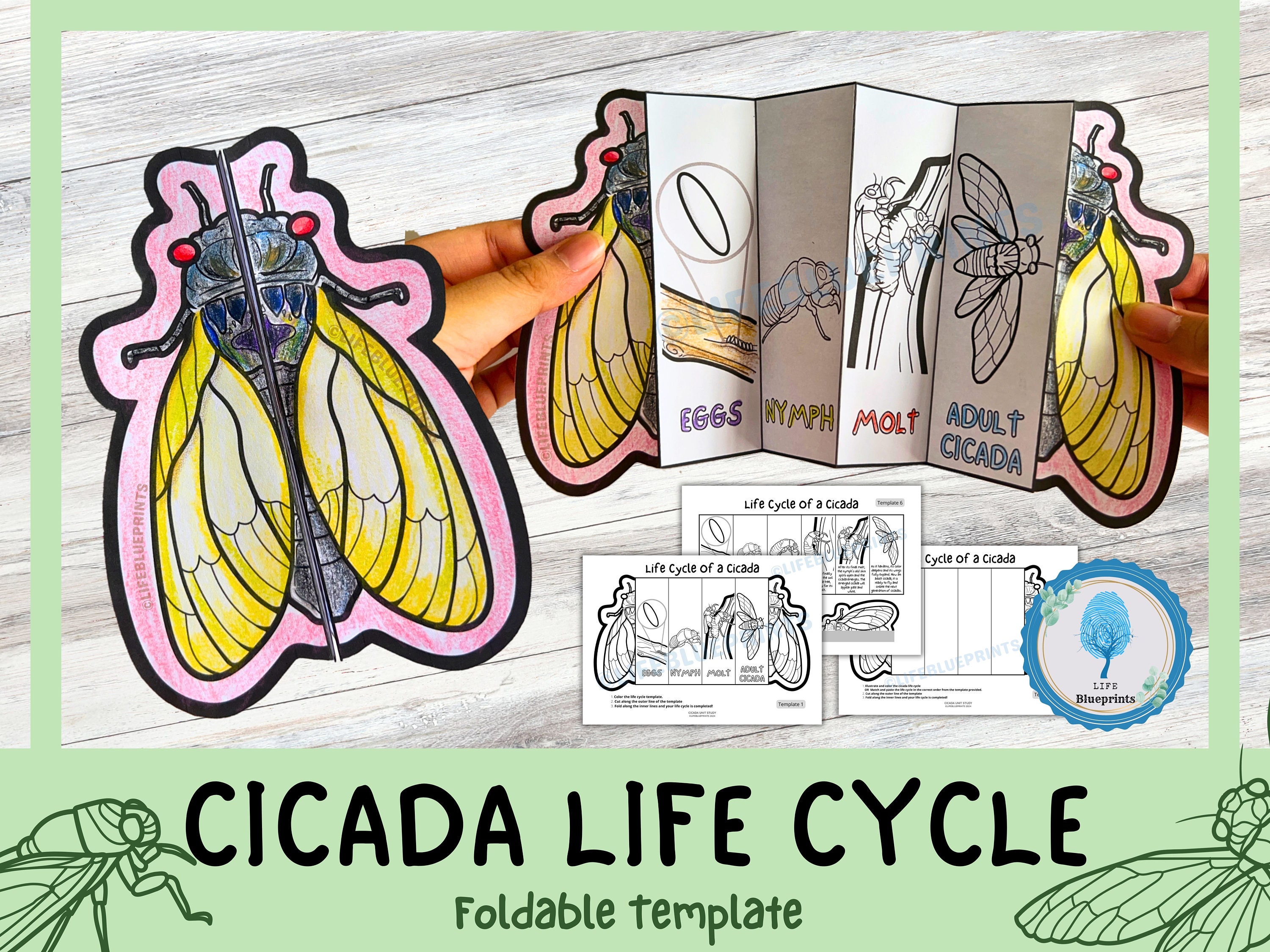 Foldable Cicada Life Cycle Learning Activity for Kids | A4 and 11x8.5 ...