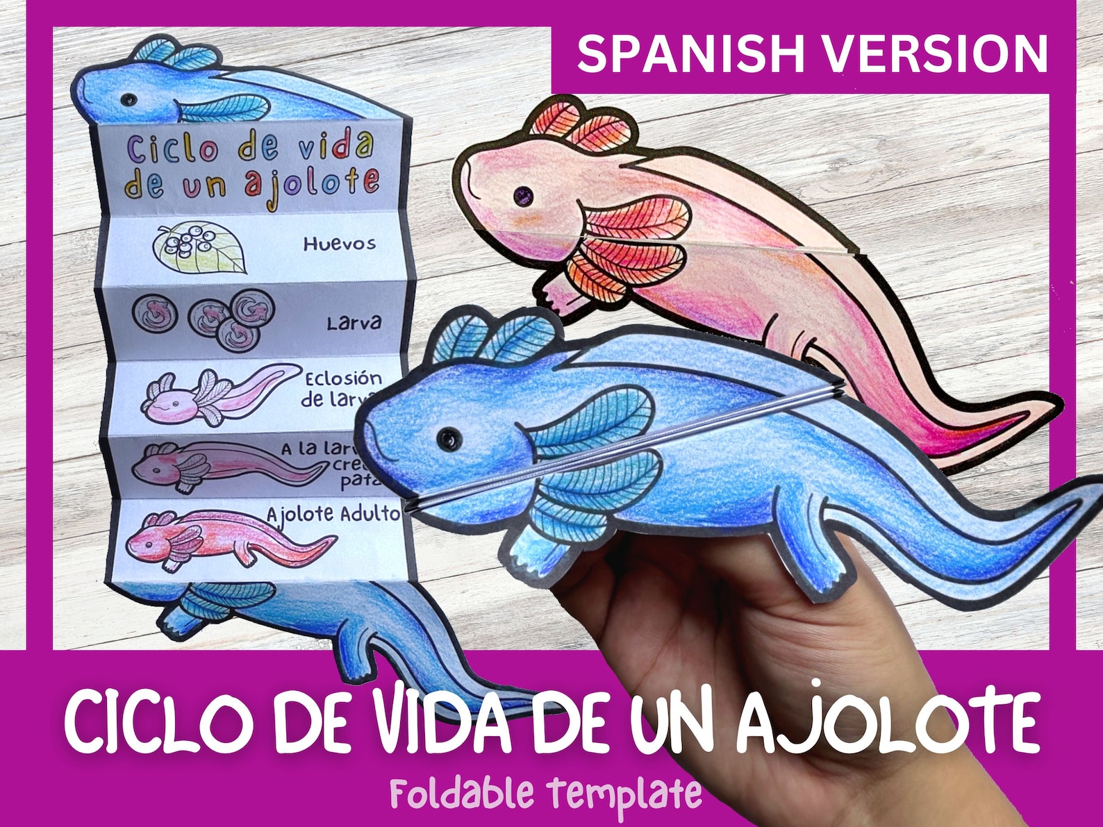 SPANISH Life Cycle of a Axolotl | Foldable Life Cycle Craft | Digital ...