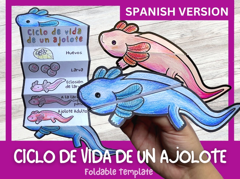 SPANISH Life Cycle of a Axolotl Foldable Life Cycle Craft Digital ...