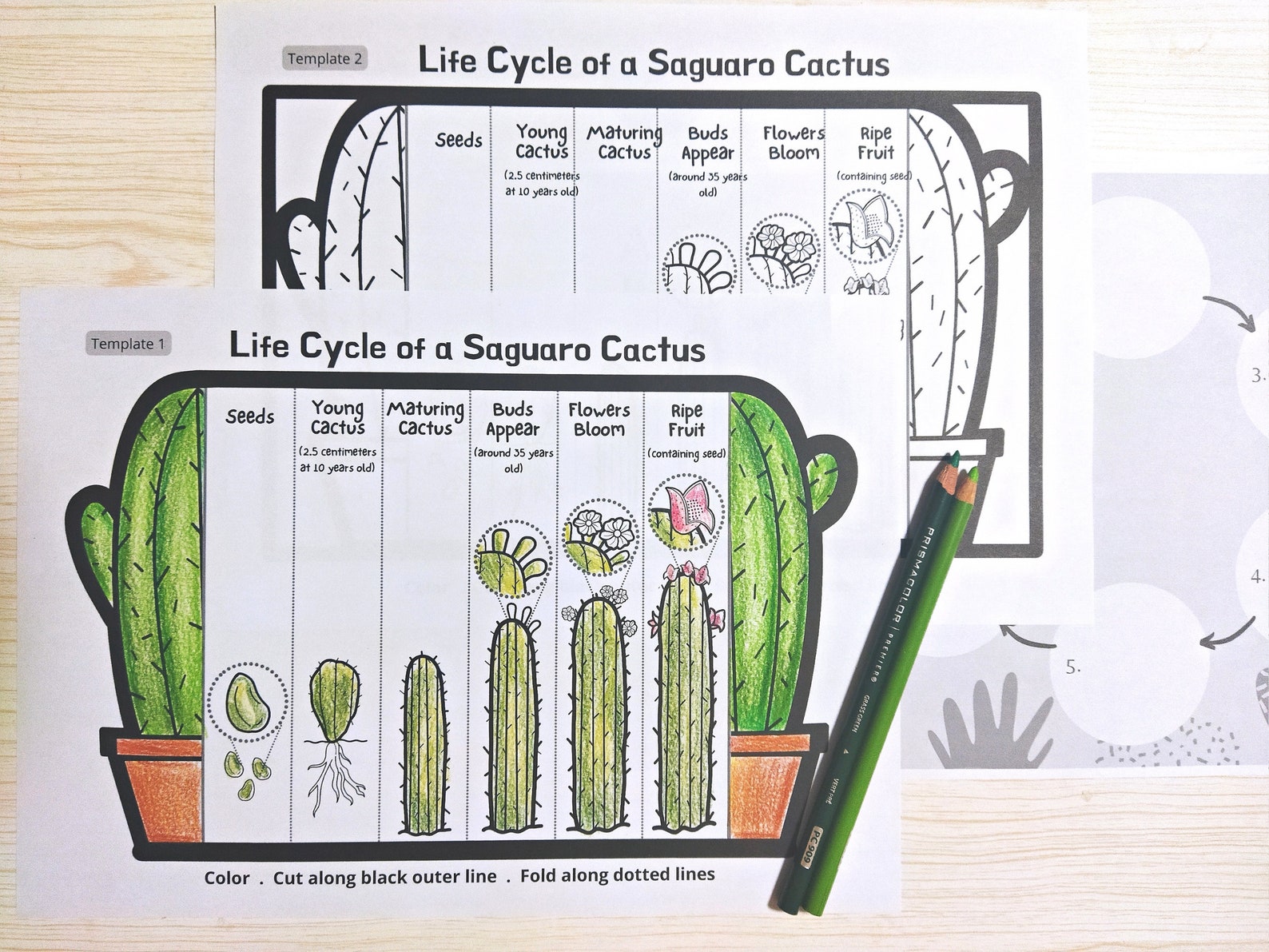 Cactus Life Cycle Learning Activity for Kids A4 and 11x8.5 Inch Digital ...
