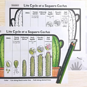 Cactus Life Cycle Learning Activity for Kids A4 and 11x8.5 - Etsy Singapore