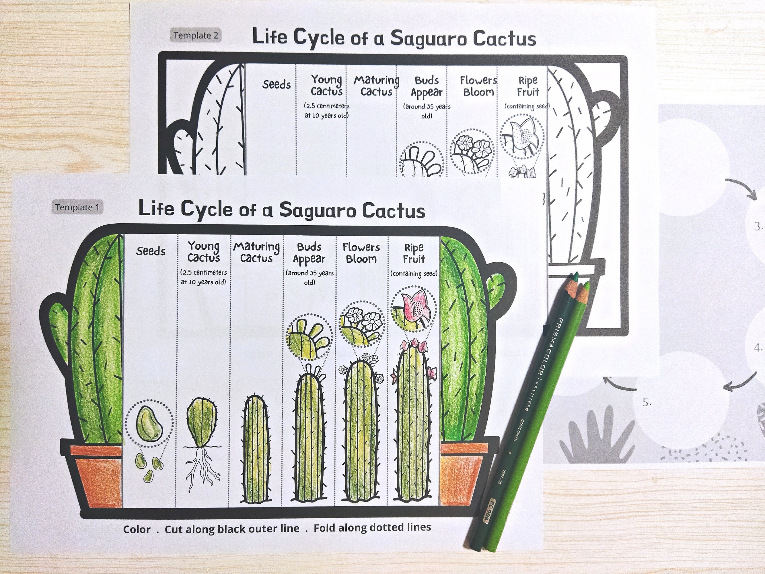 Cactus Life Cycle Learning Activity for Kids A4 and 11x8.5 Inch Digital ...