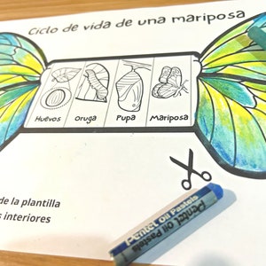 SPANISH Life Cycle of a Monarch Butterfly | Foldable Life Cycle Craft ...