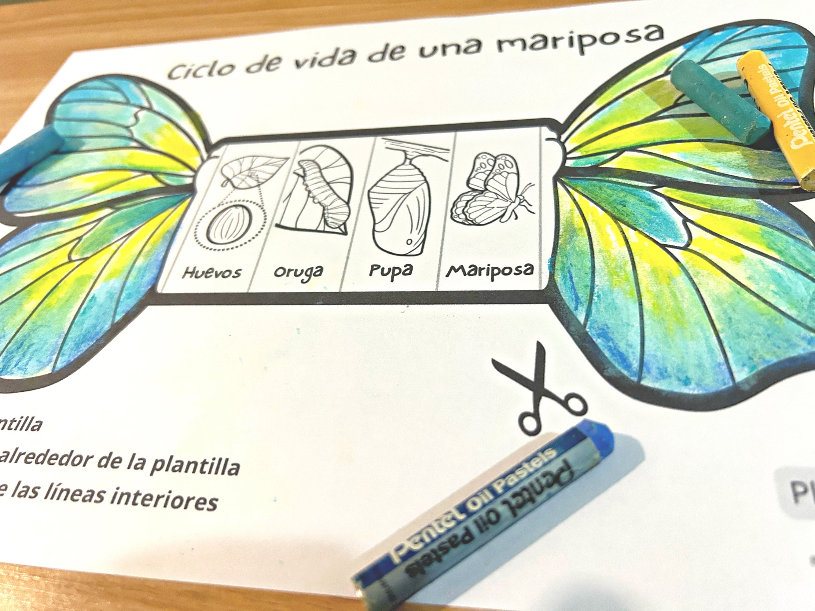 ESPAÑOL Ciclo de vida de una mariposa monarca / Manualidad de ciclo de ...