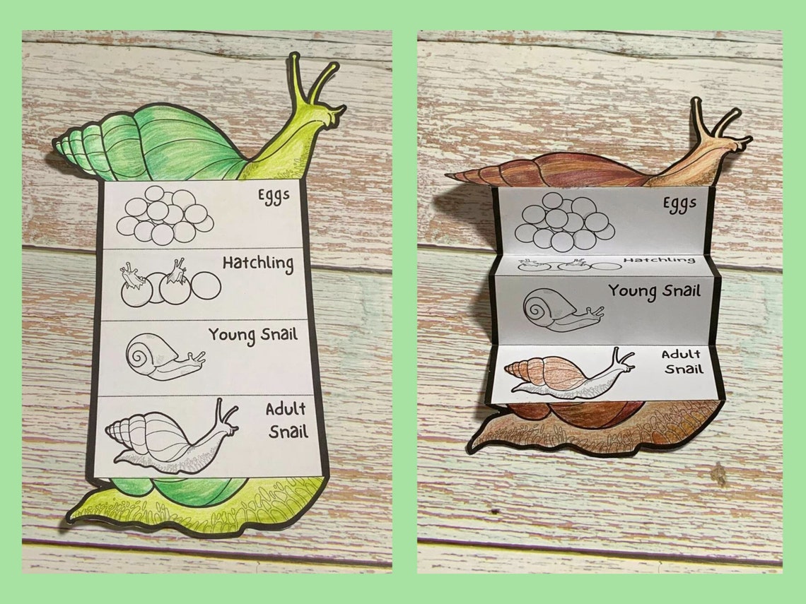 Foldable Snail Life Cycle Learning Activity for Kids A4 and - Etsy