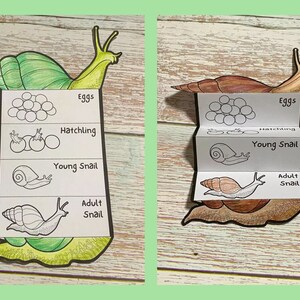 Foldable Snail Life Cycle Learning Activity for Kids A4 and - Etsy ...