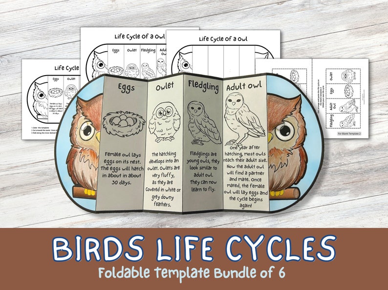 Bird Life Cycle Bundle of 6 Templates Duck, Chicken, Penguin, Parrot ...