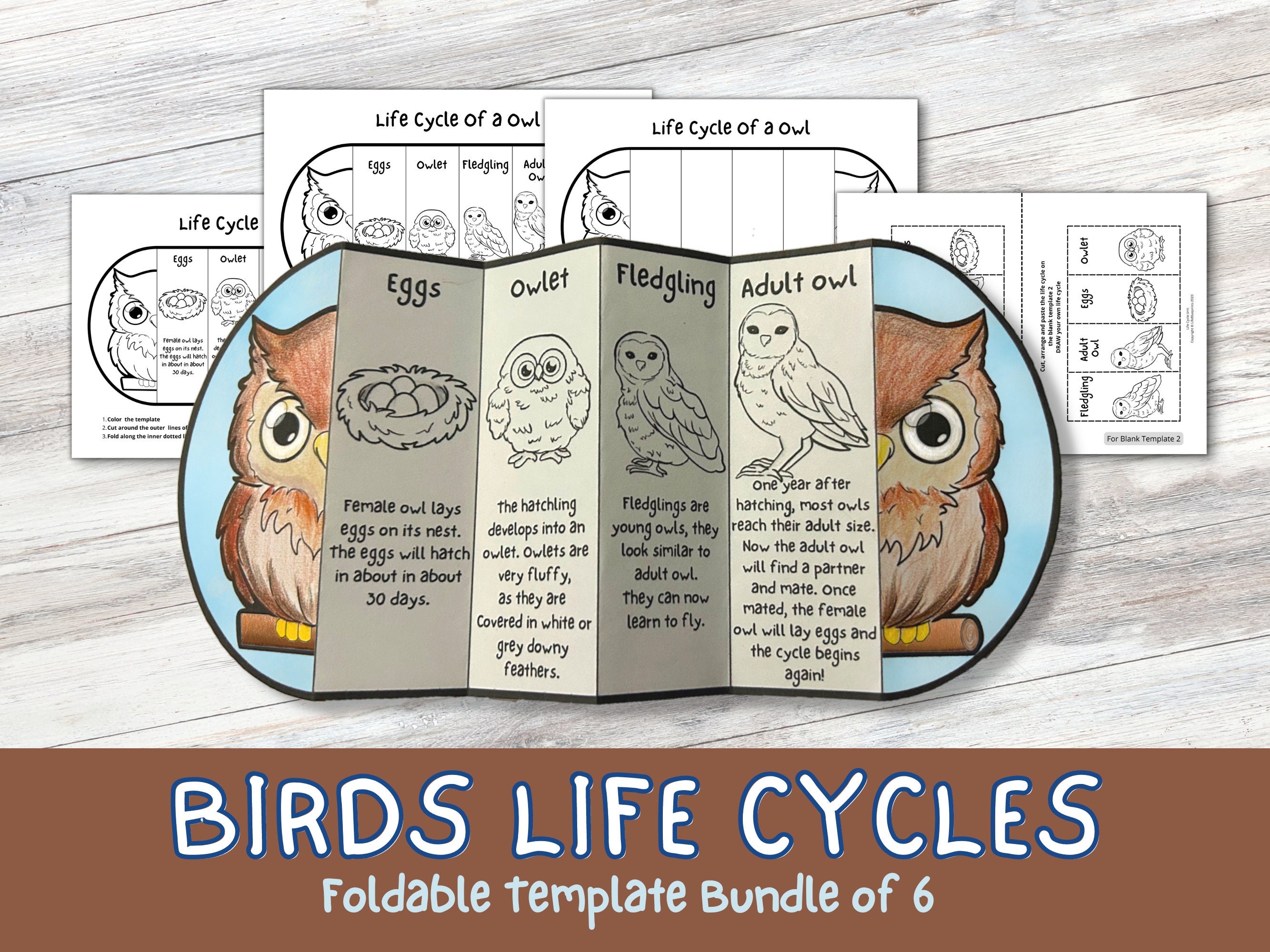 Bird Life Cycle Bundle of 6 Templates Duck, Chicken, Penguin, Parrot ...