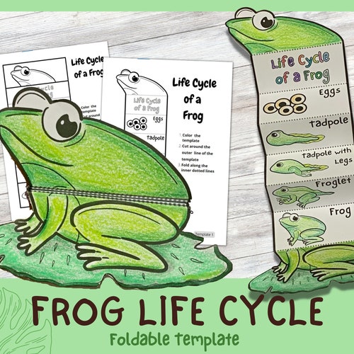 Foldable Frog Life Cycle Learning Activity for Kids A4 and - Etsy