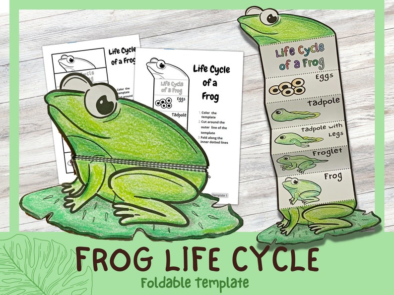 Foldable Frog Life Cycle Learning Activity for Kids A4 and - Etsy
