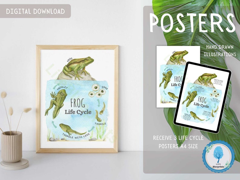 Frog Life Cycle Unit Study Poster, Flashcards, Lesson Plan Nature Study ...