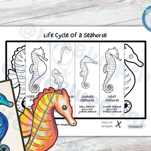 Foldable Seahorse Life Cycle Learning Activity for Kids | Marine Life ...