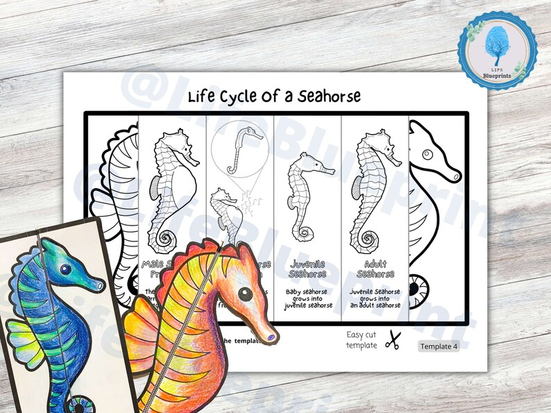 Foldable Seahorse Life Cycle Learning Activity for Kids Marine Life ...