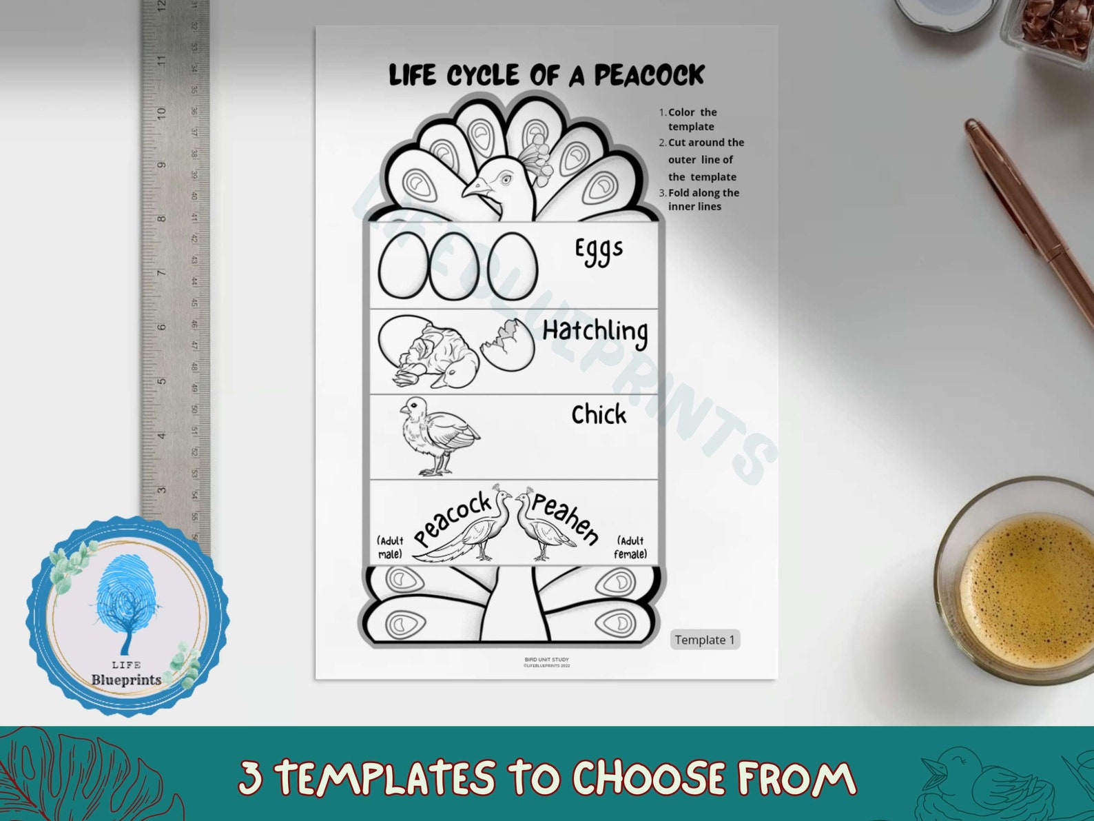 Foldable Peacock Life Cycle Learning Activity for Kids | Bird Unit ...
