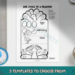 Foldable Peacock Life Cycle Learning Activity for Kids | Bird Unit ...
