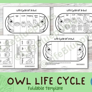 Foldable Owl Life Cycle Learning Activity for Kids | Perfect Halloween ...