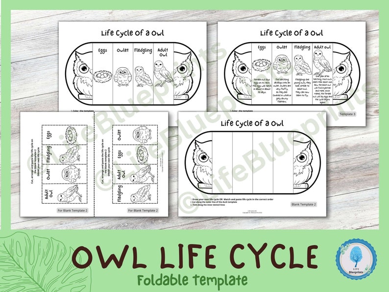 Foldable Owl Life Cycle Learning Activity for Kids A4 and 11x8.5 Inch ...