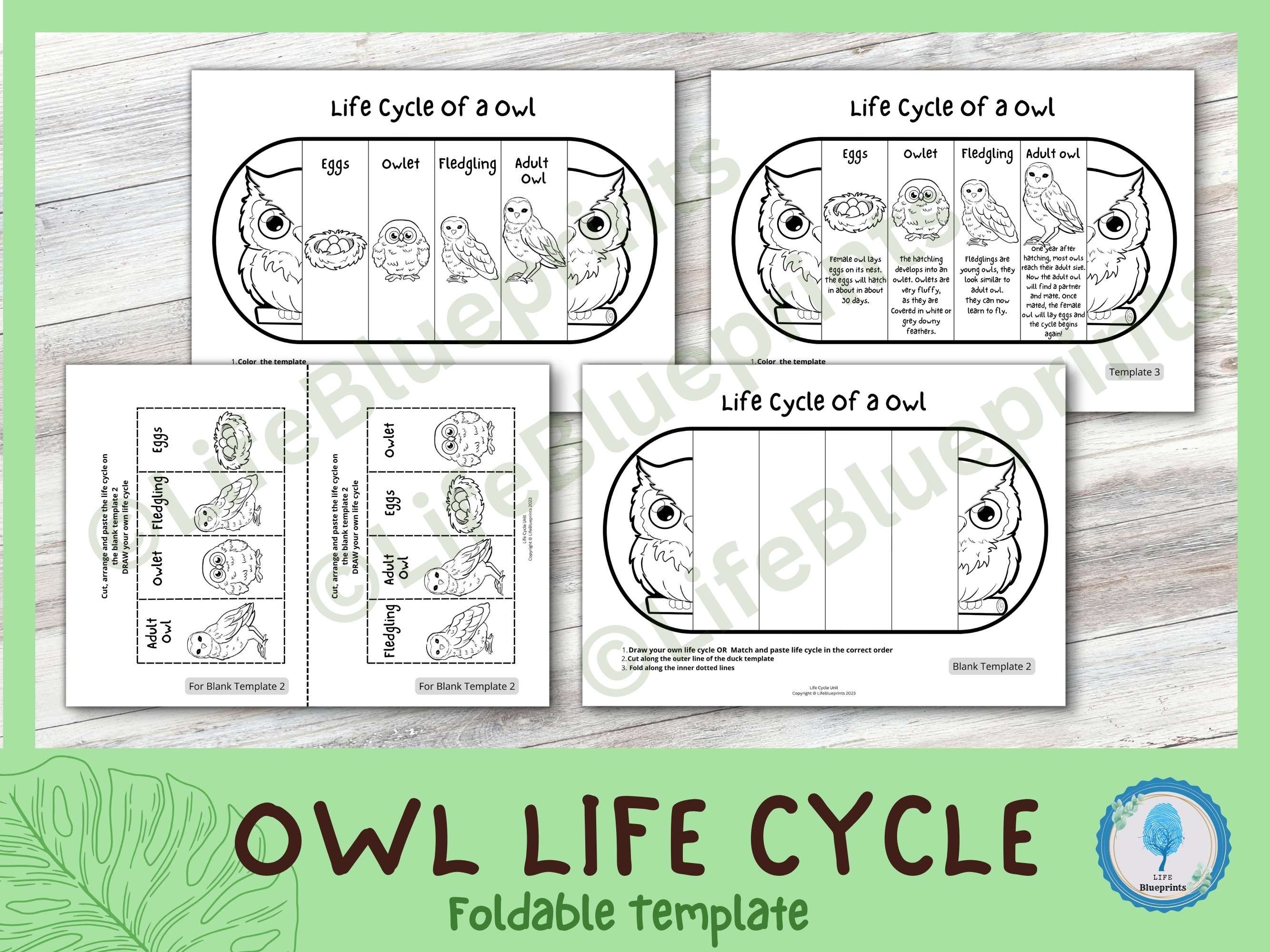Foldable Owl Life Cycle Learning Activity for Kids | Perfect Halloween ...