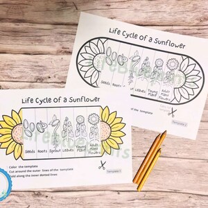 Foldable Sunflower Life Cycle Learning Activity for Kids | A4 and 11x8 ...