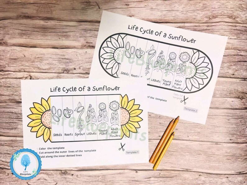 Foldable Sunflower Life Cycle Learning Activity for Kids | A4 and 11x8 ...