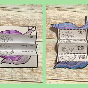 Foldable Snail Life Cycle Learning Activity for Kids A4 and 11x8.5 Inch ...